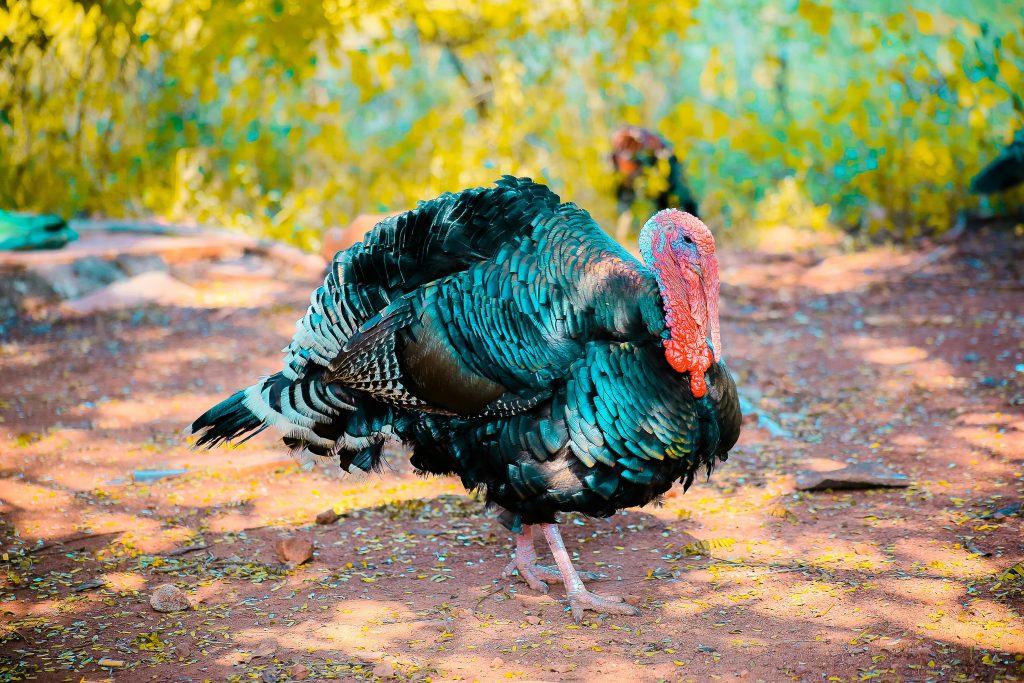 Are Turkeys Good Pets? The Ultimate Care Guide for Turkey Owners - Pet ...