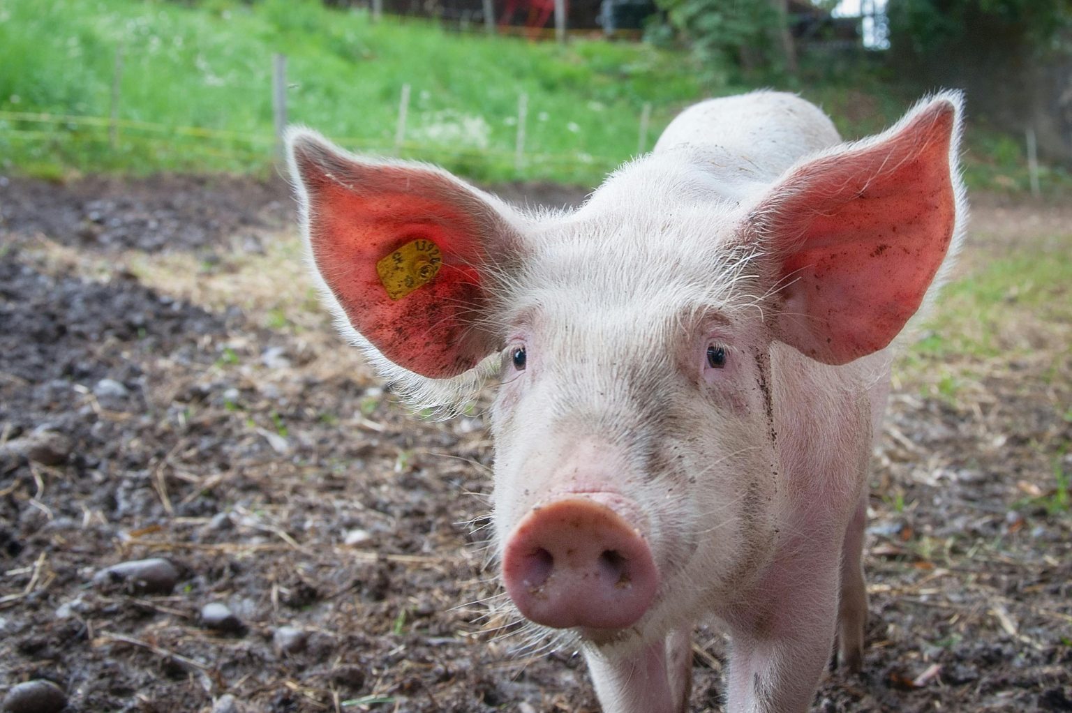 Pig as a Pet: Ultimate Care Guide, Costs, and What to Know Before You ...