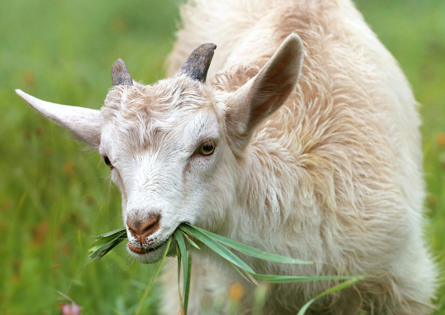 Raising Goats 101: The Complete Guide to Care, Costs, and What to ...