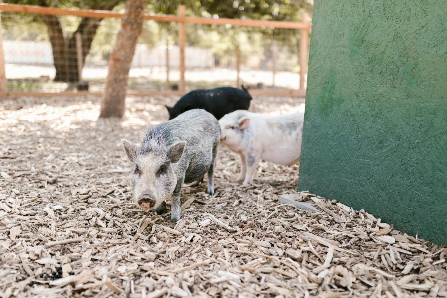 Pig as a Pet: Ultimate Care Guide, Costs, and What to Know Before You ...