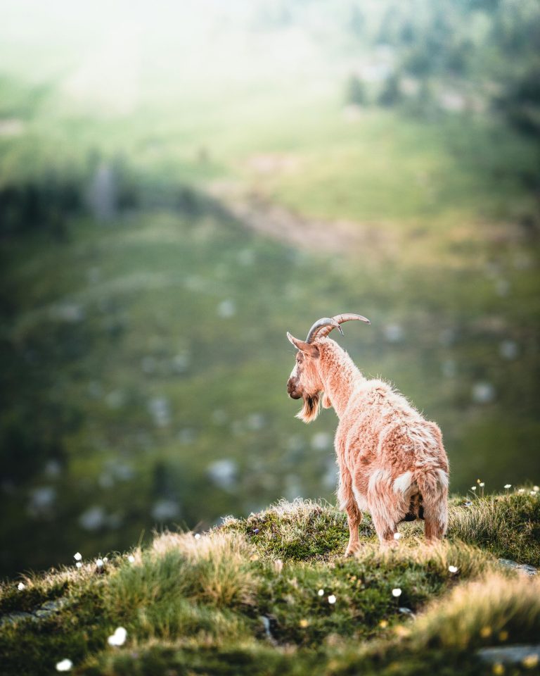 Raising Goats 101: The Complete Guide to Care, Costs, and What to ...