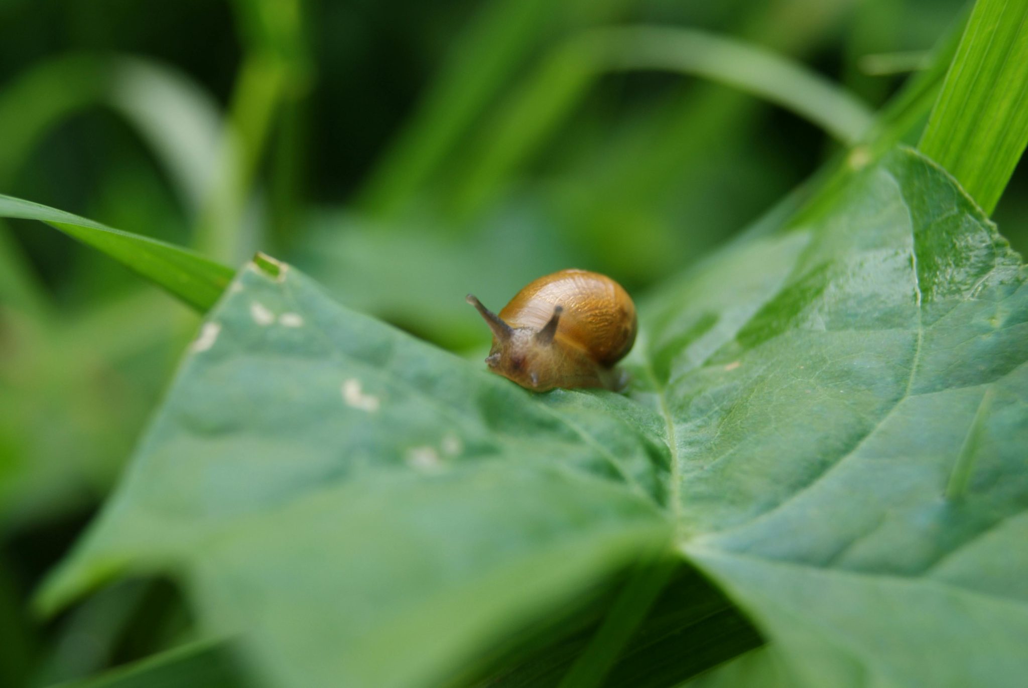 Snails as Pets: The Ultimate Care Guide for Garden, Mystery & Giant ...