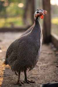 Guinea Fowl Care Guide: Benefits, Egg Production, Pest Control ...