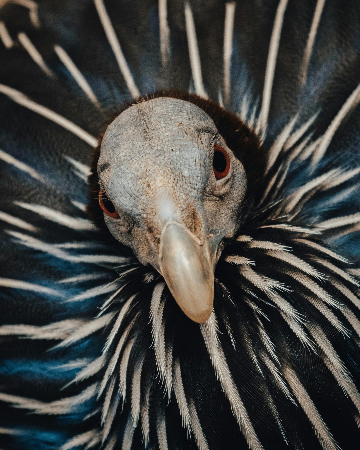 Guinea Fowl Care Guide: Benefits, Egg Production, Pest Control ...