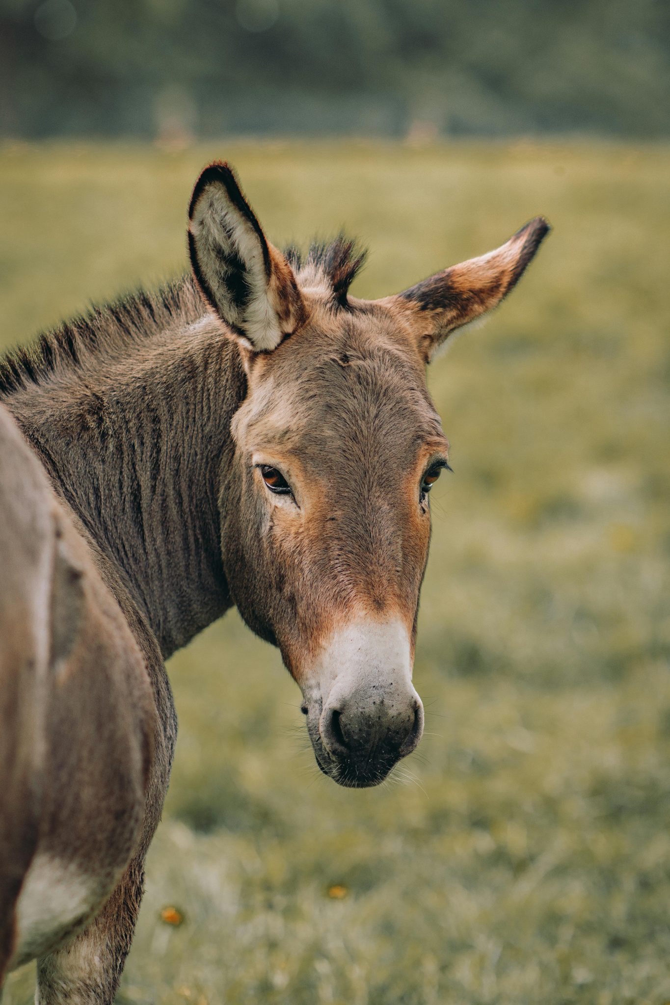 Donkeys as Pets: The Complete Guide to Care, Costs, and Ownership - Pet ...