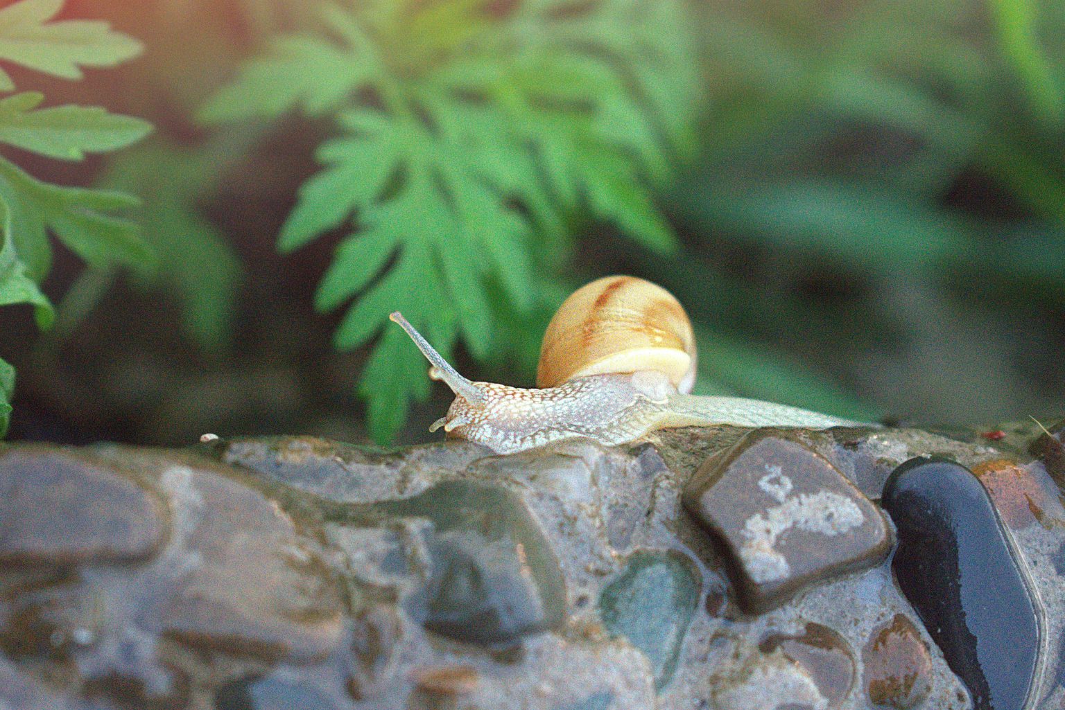 Snails as Pets: The Ultimate Care Guide for Garden, Mystery & Giant ...