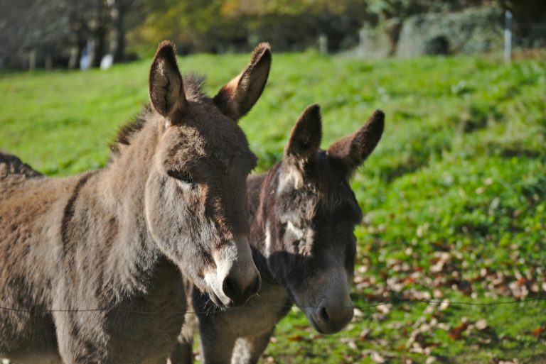 Donkeys as Pets: The Complete Guide to Care, Costs, and Ownership - Pet ...