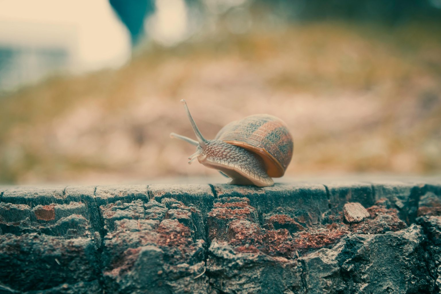 Snails as Pets: The Ultimate Care Guide for Garden, Mystery & Giant ...