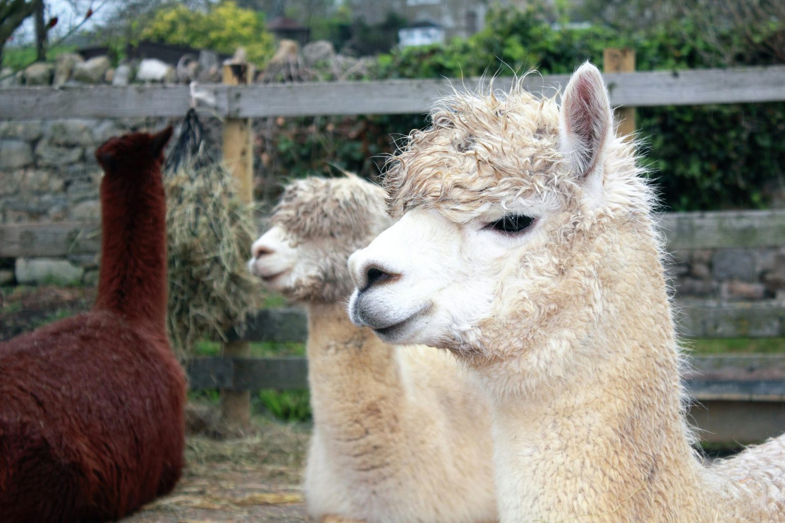 Alpaca Care Guide: Everything You Need to Know About Raising Alpacas ...