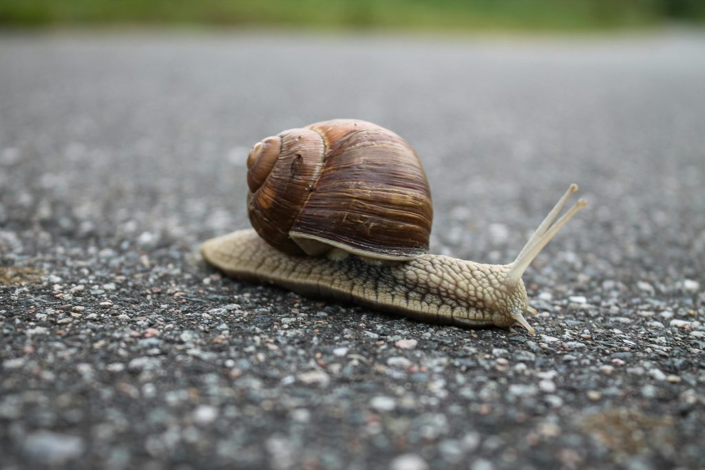 Snails as Pets: The Ultimate Care Guide for Garden, Mystery & Giant ...