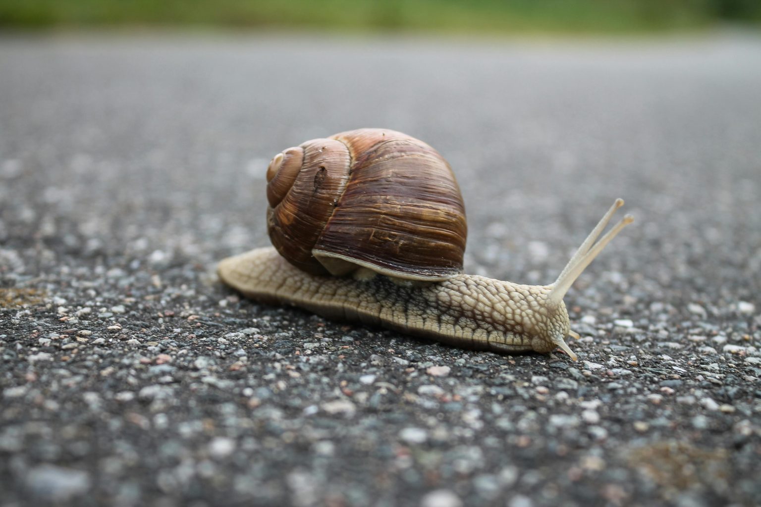 Snails as Pets: The Ultimate Care Guide for Garden, Mystery & Giant ...