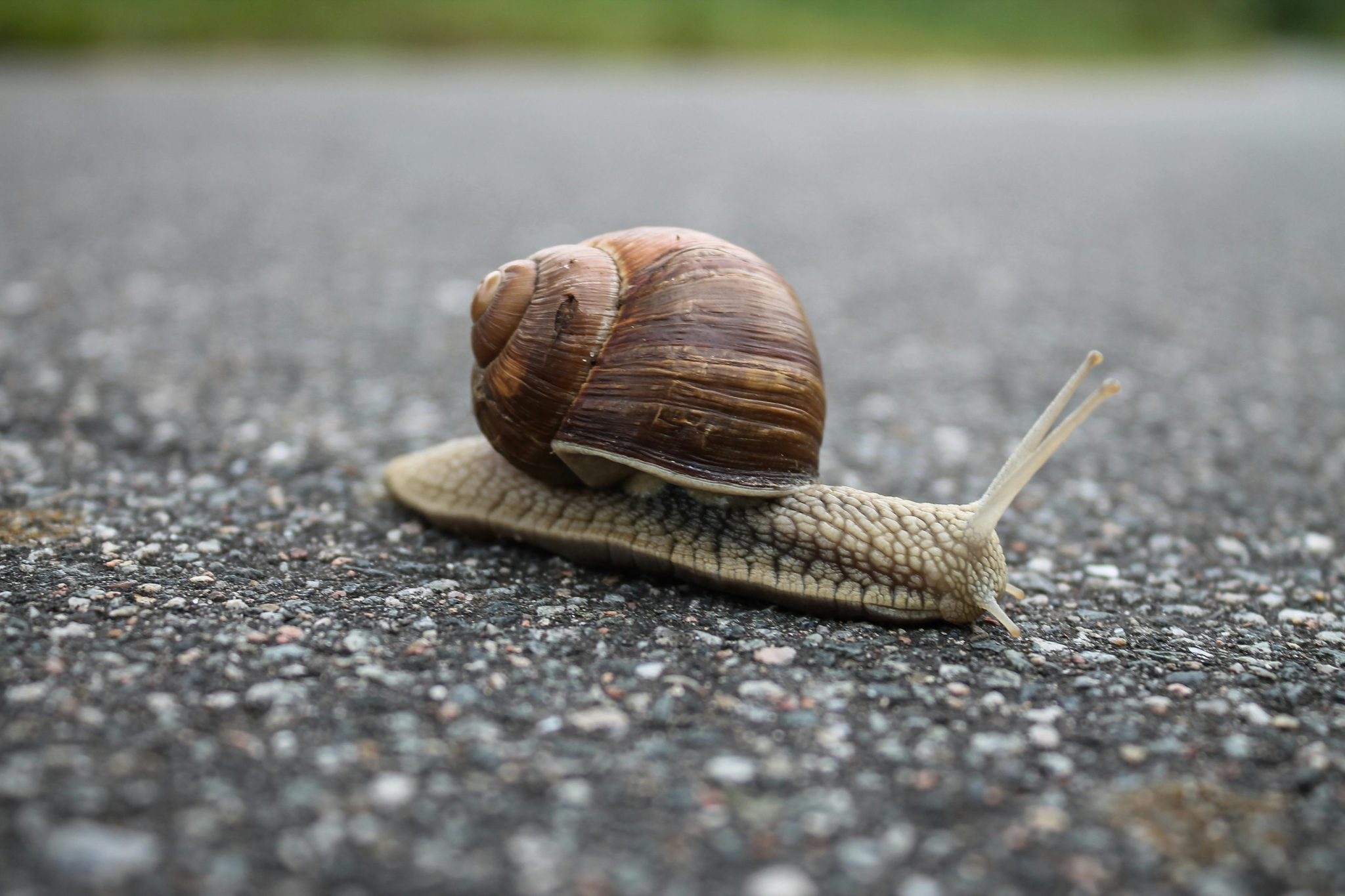 Snails as Pets: The Ultimate Care Guide for Garden, Mystery & Giant ...