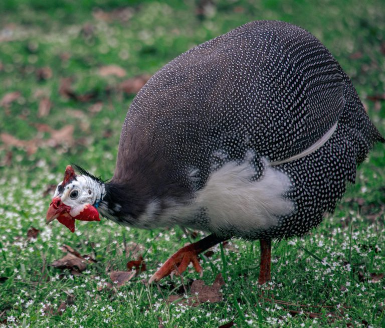 Guinea Fowl Care Guide: Benefits, Egg Production, Pest Control ...