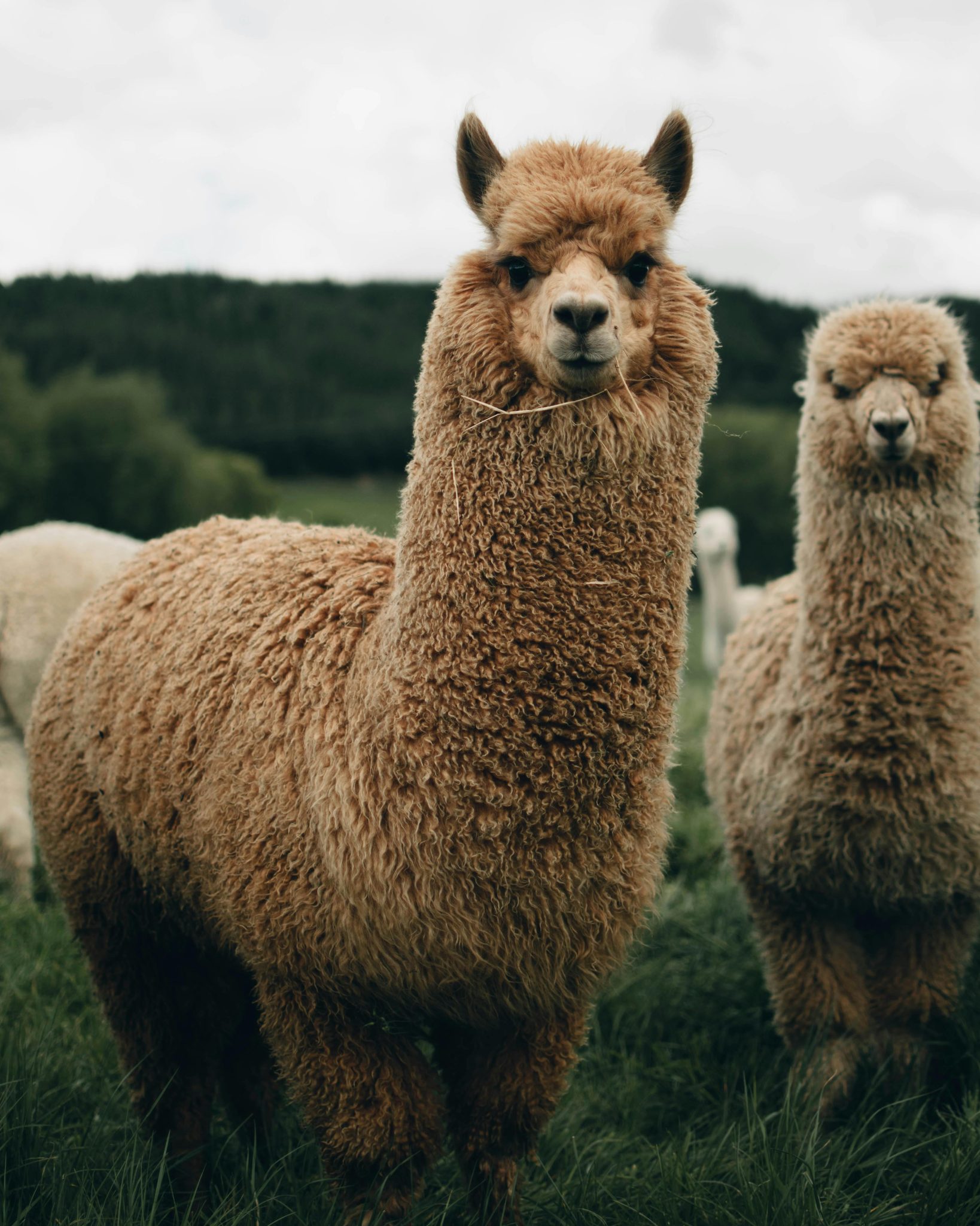 Alpaca Care Guide: Everything You Need to Know About Raising Alpacas ...