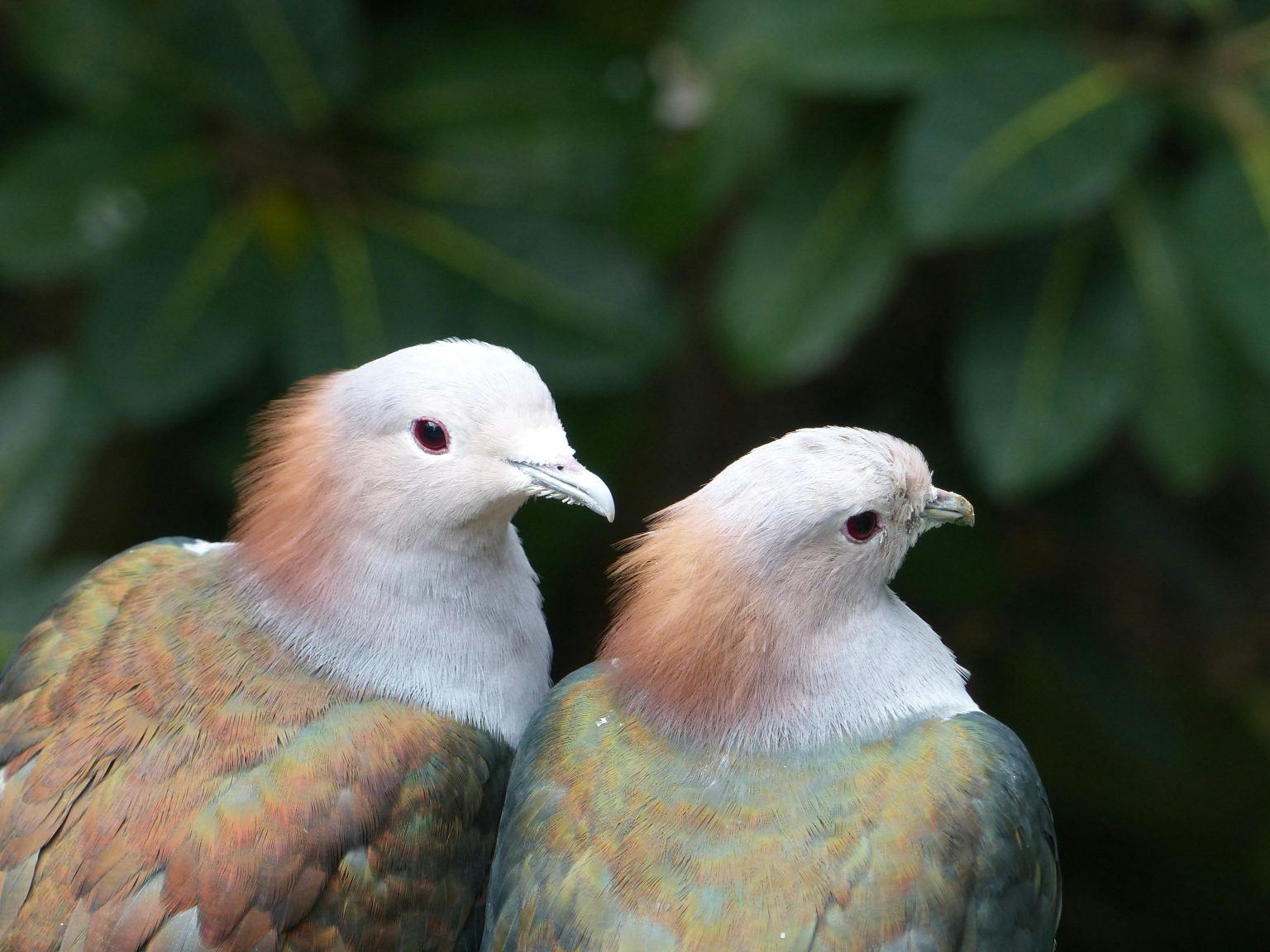 Pigeon as Pets: Complete Care Guide, Costs, Temperament & Lifespan ...