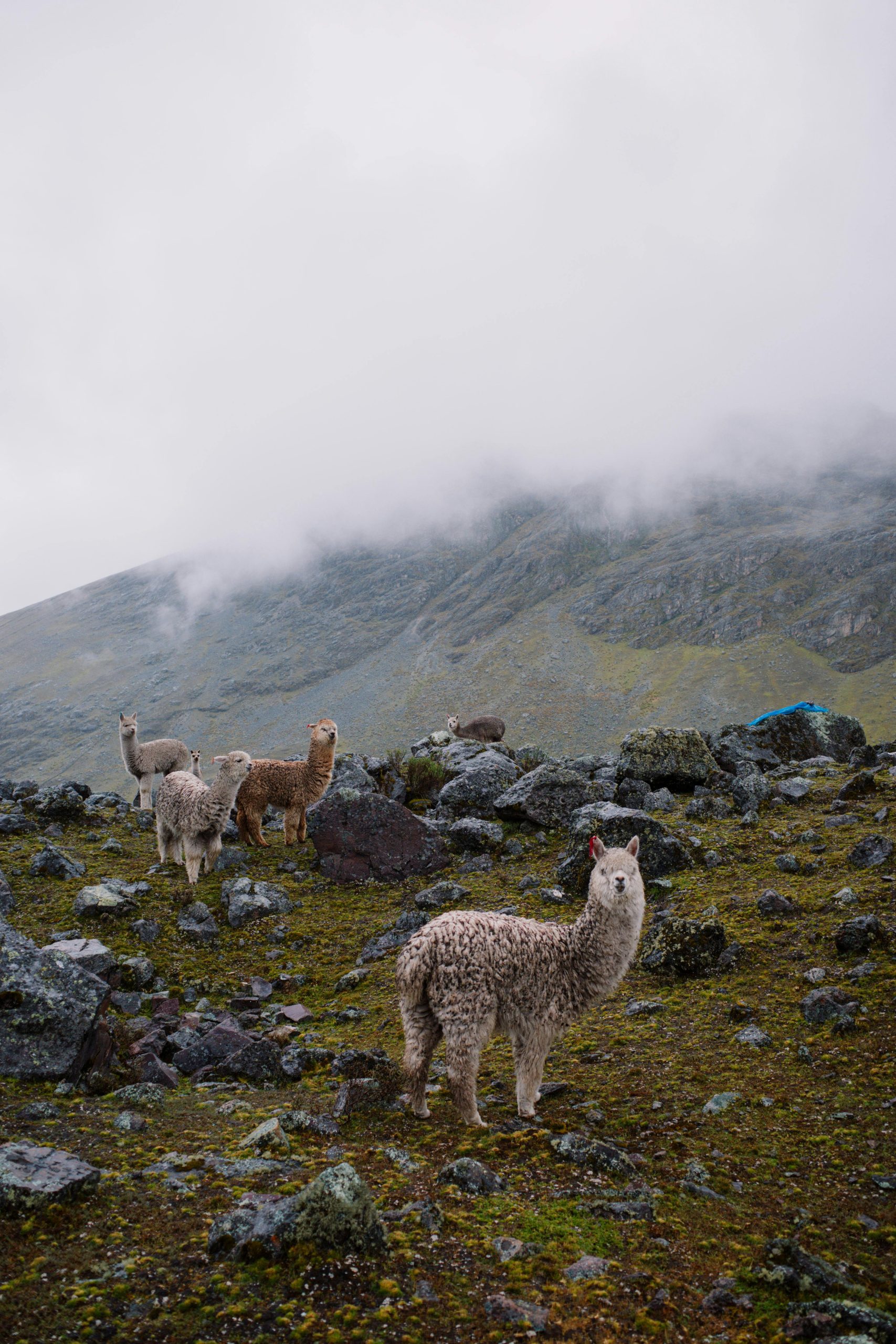 Alpaca Care Guide: Everything You Need to Know About Raising Alpacas ...