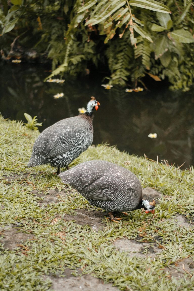 Guinea Fowl Care Guide: Benefits, Egg Production, Pest Control ...