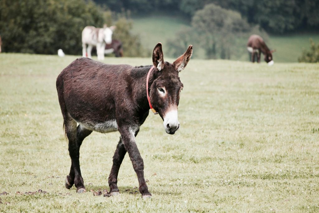 Donkeys as Pets: The Complete Guide to Care, Costs, and Ownership - Pet ...