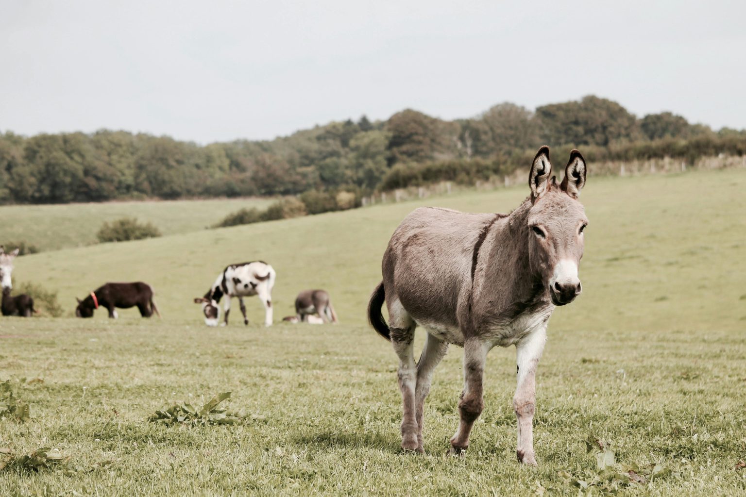 Donkeys as Pets: The Complete Guide to Care, Costs, and Ownership - Pet ...