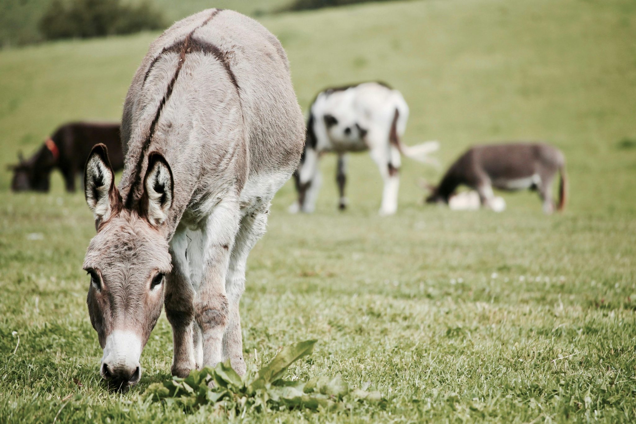 Donkeys as Pets: The Complete Guide to Care, Costs, and Ownership - Pet ...