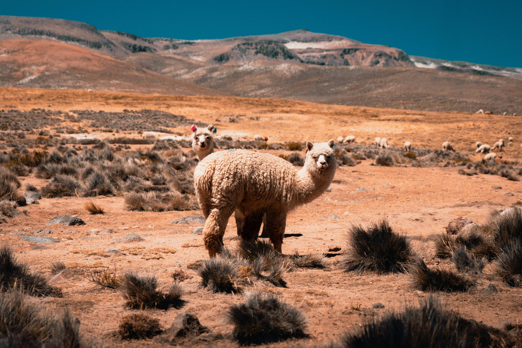 Alpaca Care Guide: Everything You Need to Know About Raising Alpacas ...