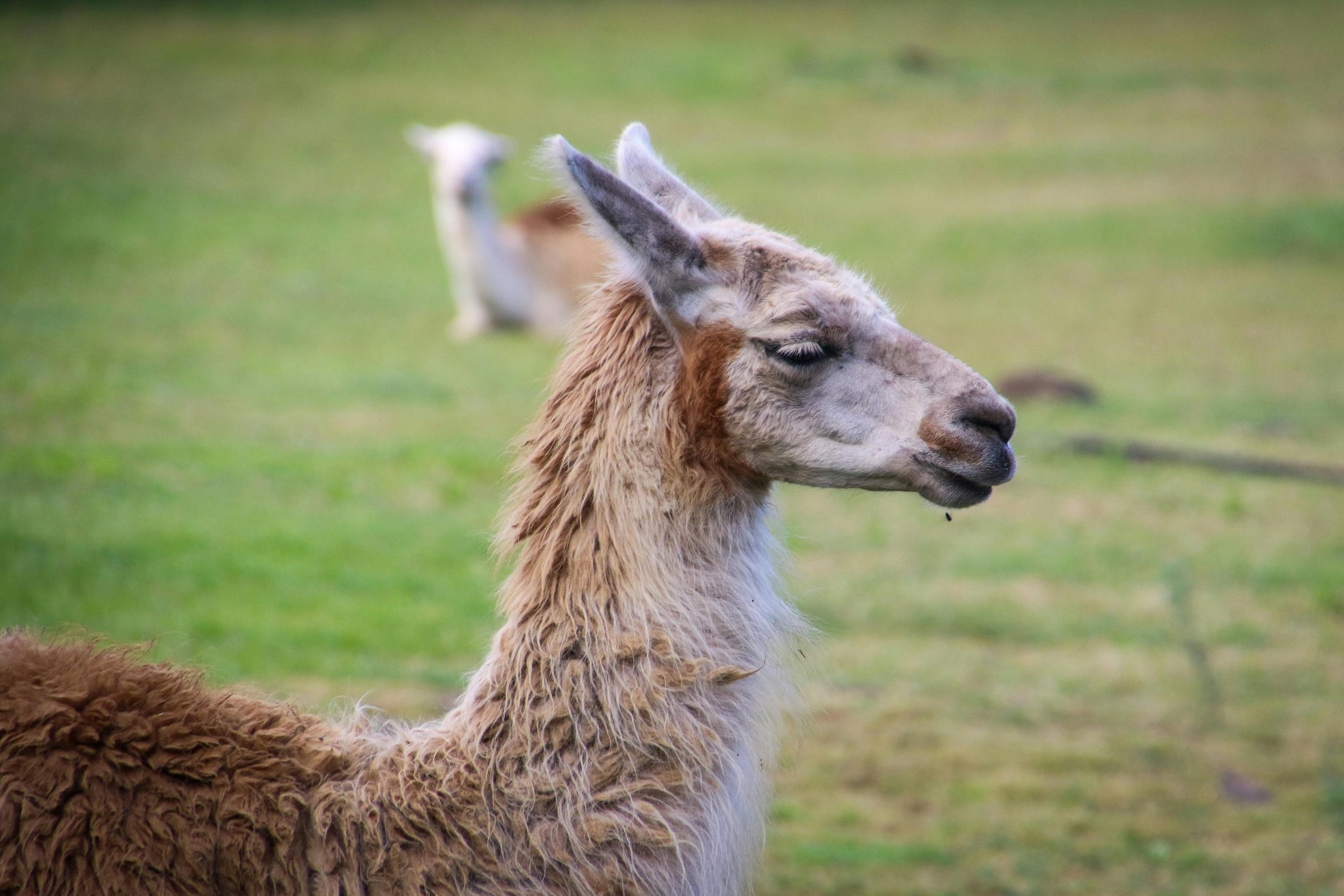 Llama Care Guide: Costs, Temperament, and Why They’re Great Livestock ...