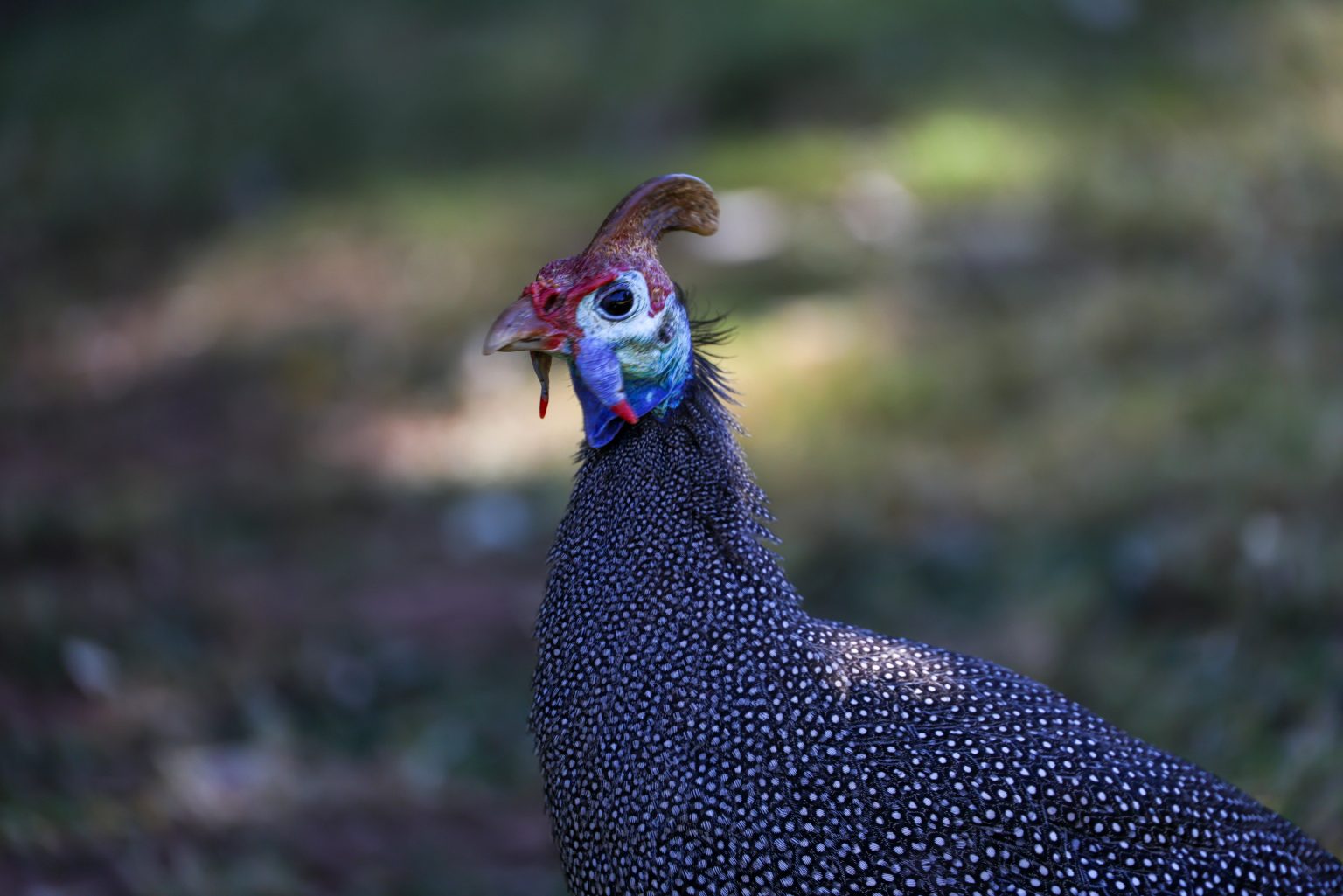 Guinea Fowl Care Guide: Benefits, Egg Production, Pest Control ...