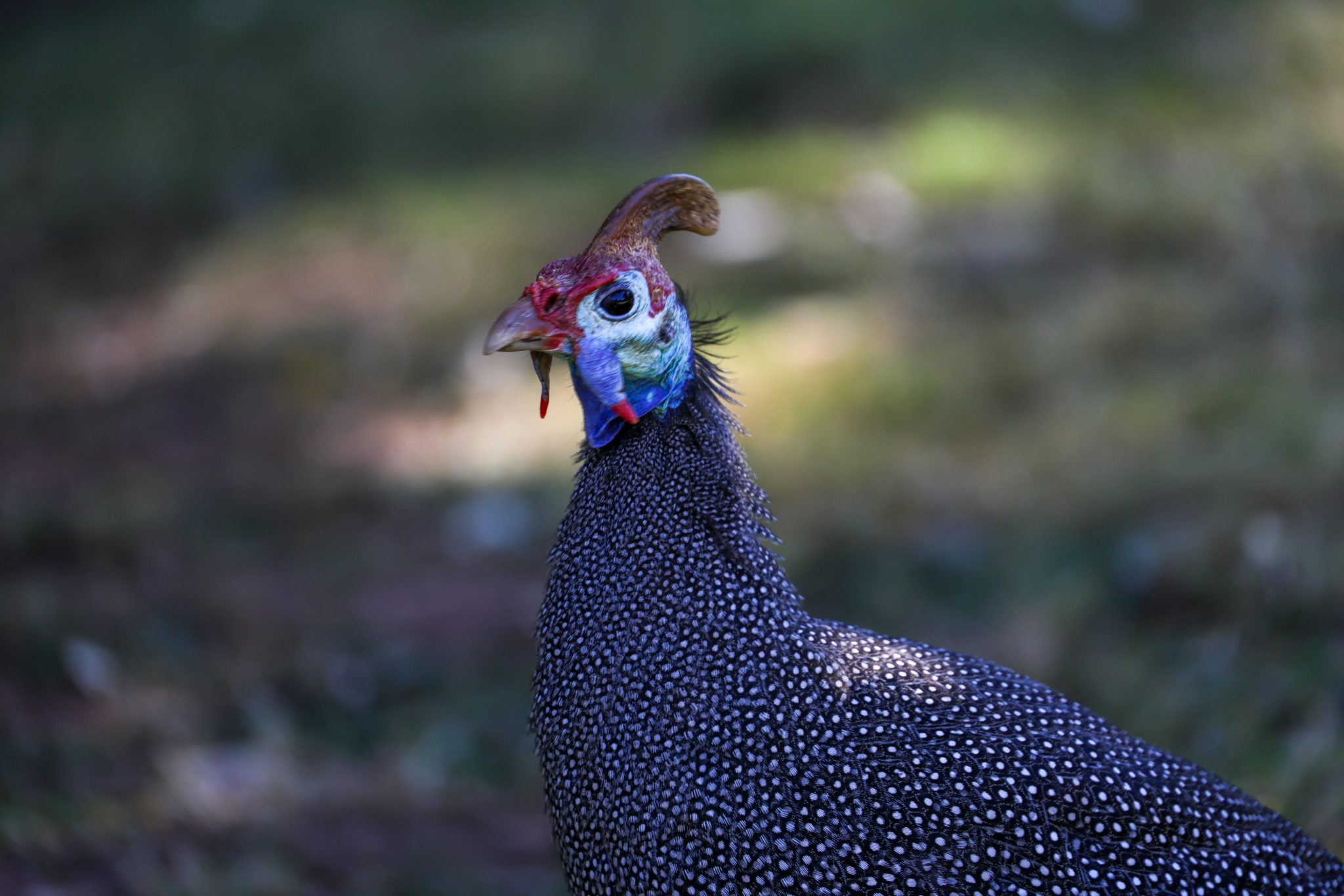 Guinea Fowl Care Guide: Benefits, Egg Production, Pest Control ...