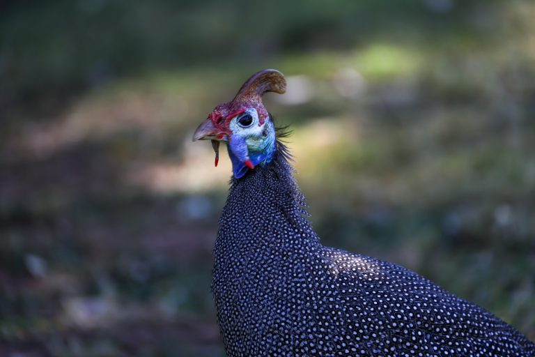 Guinea Fowl Care Guide: Benefits, Egg Production, Pest Control ...