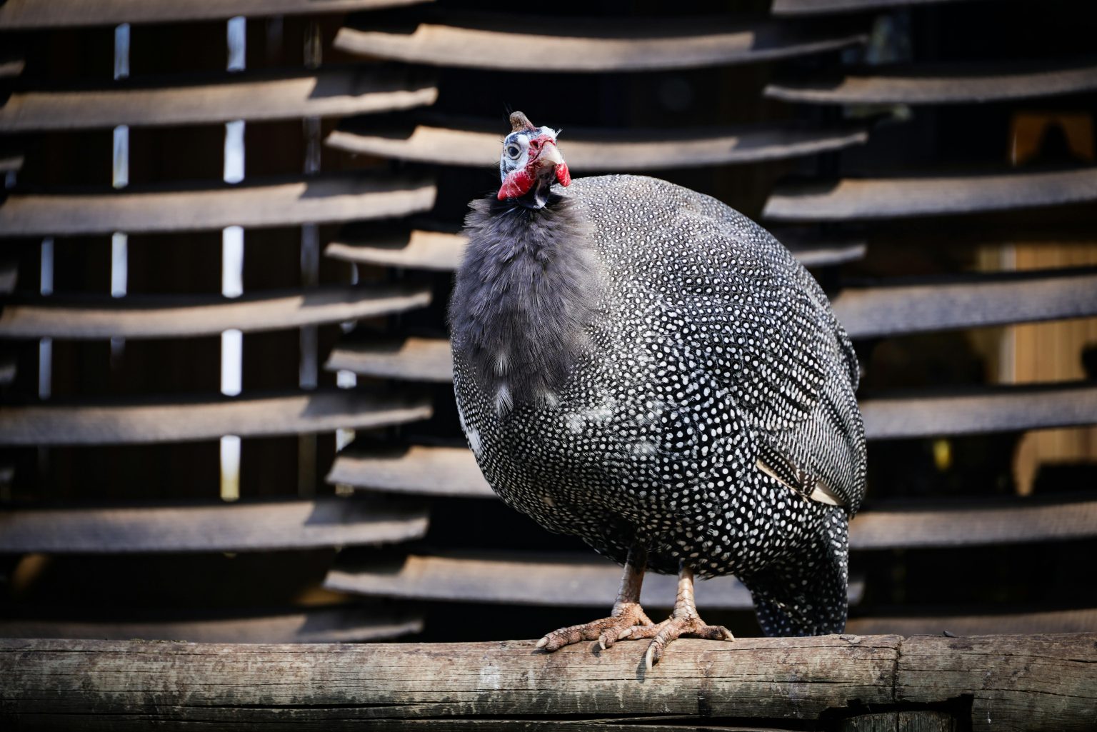 Guinea Fowl Care Guide: Benefits, Egg Production, Pest Control ...