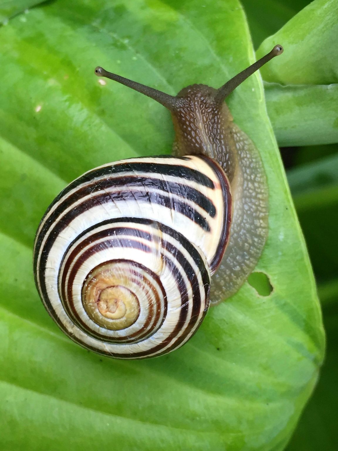 Snails as Pets: The Ultimate Care Guide for Garden, Mystery & Giant ...