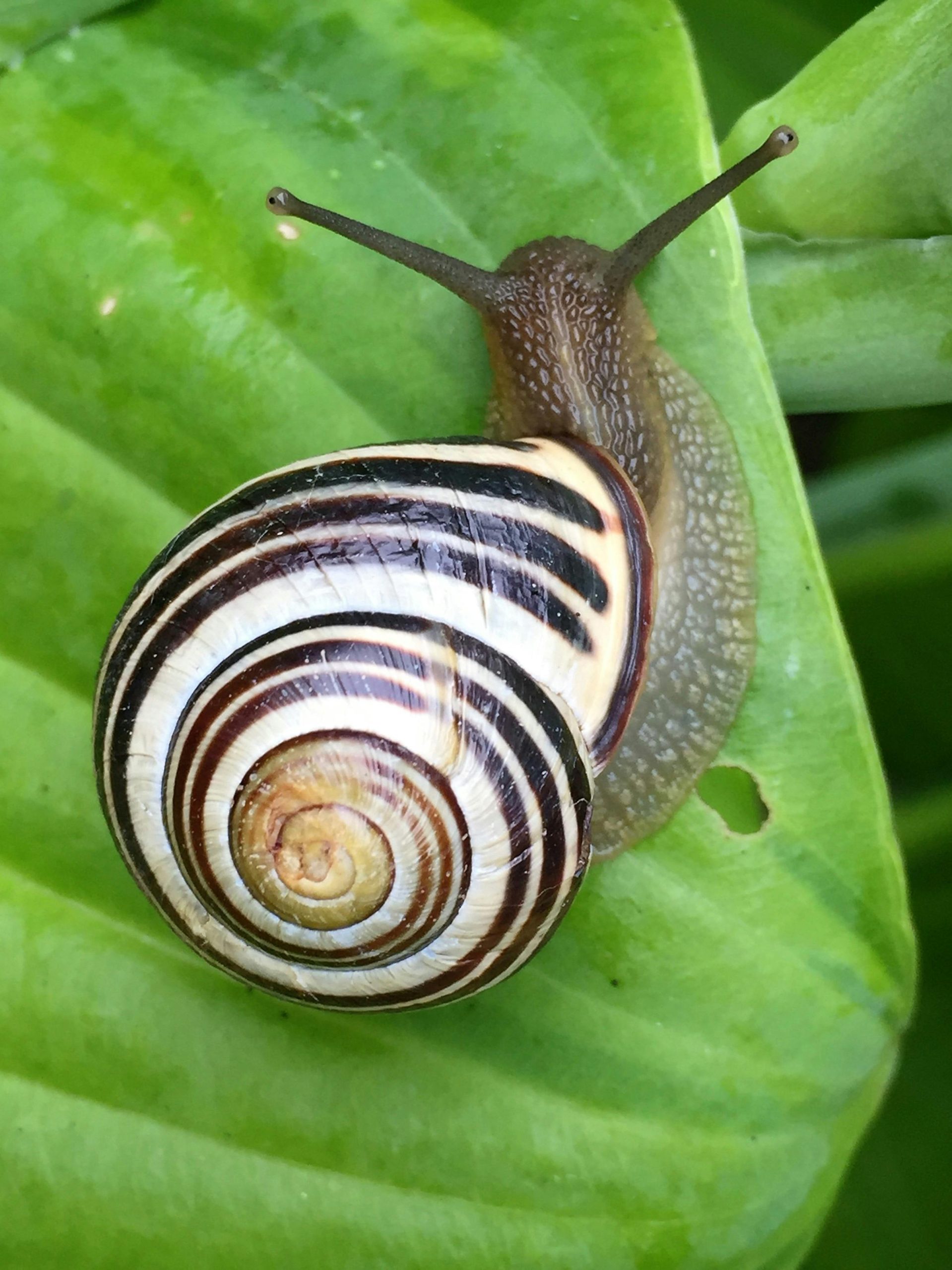 Snails as Pets: The Ultimate Care Guide for Garden, Mystery & Giant ...
