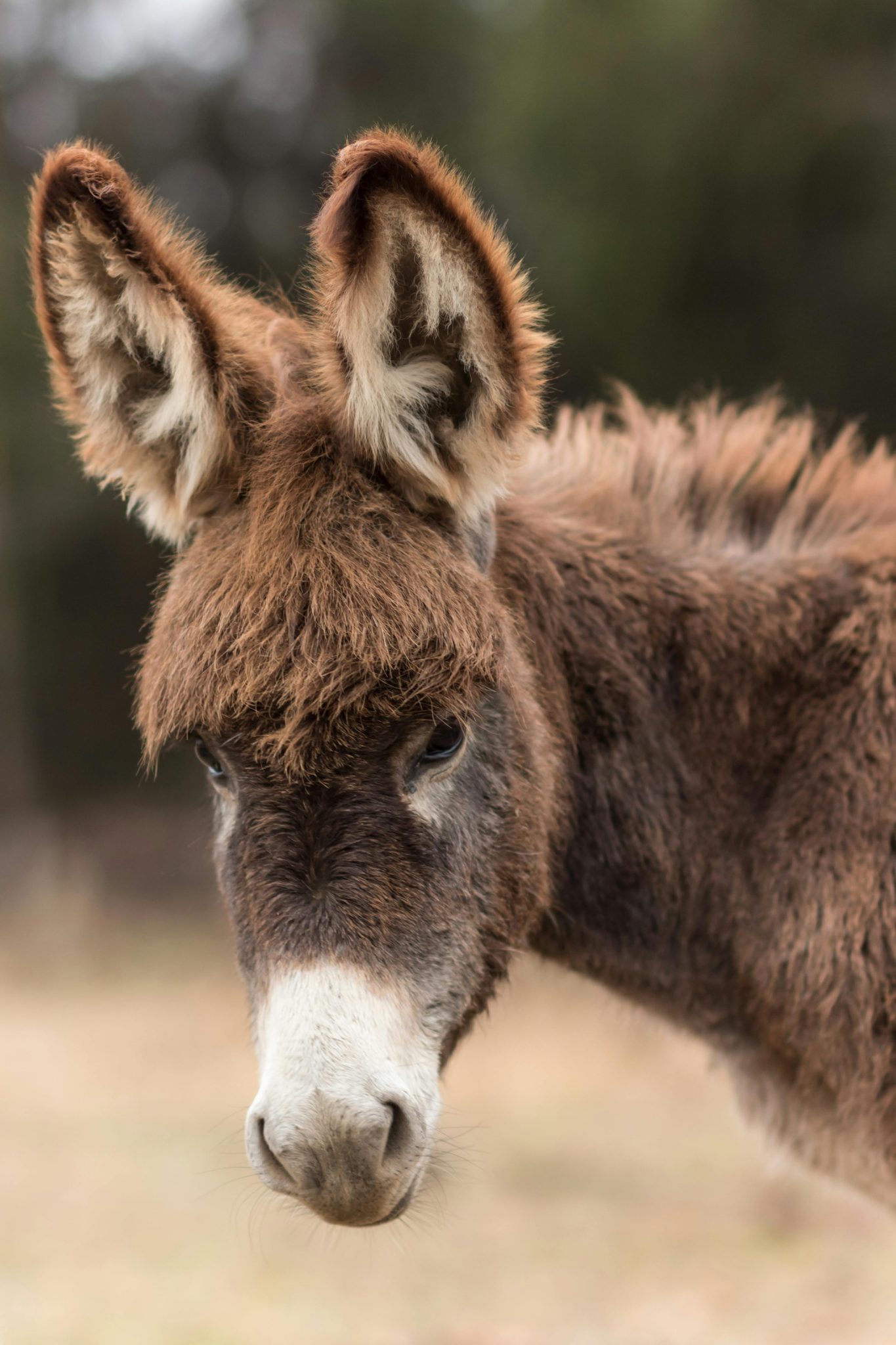 Donkeys as Pets: The Complete Guide to Care, Costs, and Ownership - Pet ...