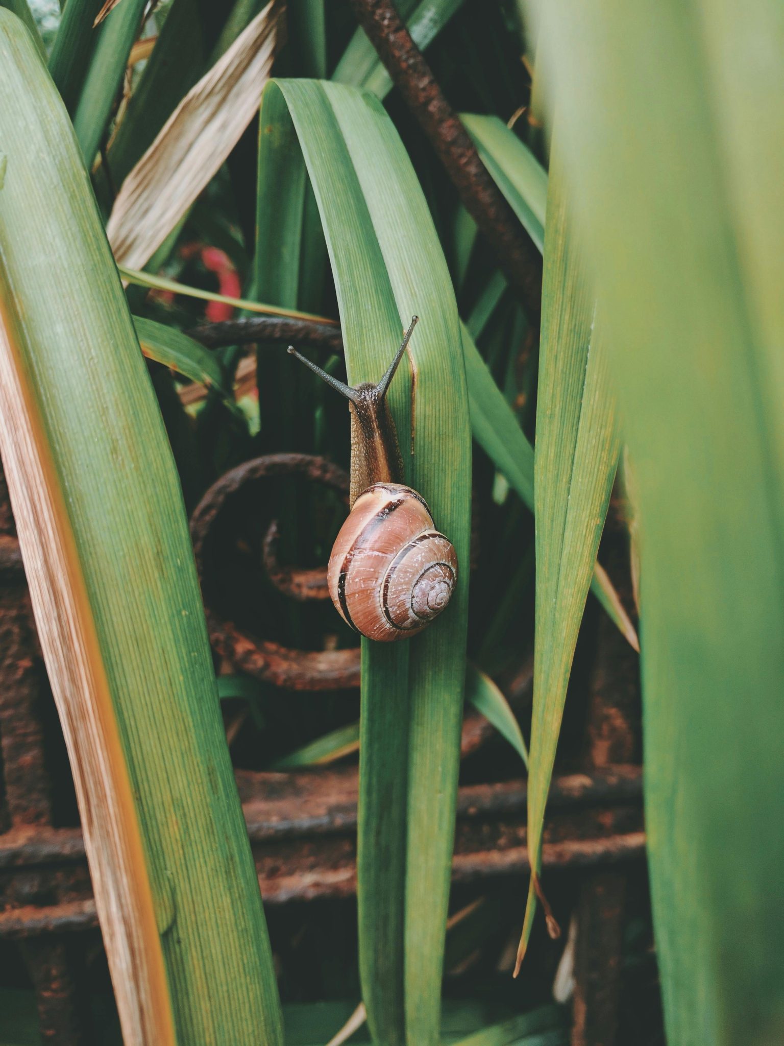 Snails as Pets: The Ultimate Care Guide for Garden, Mystery & Giant ...