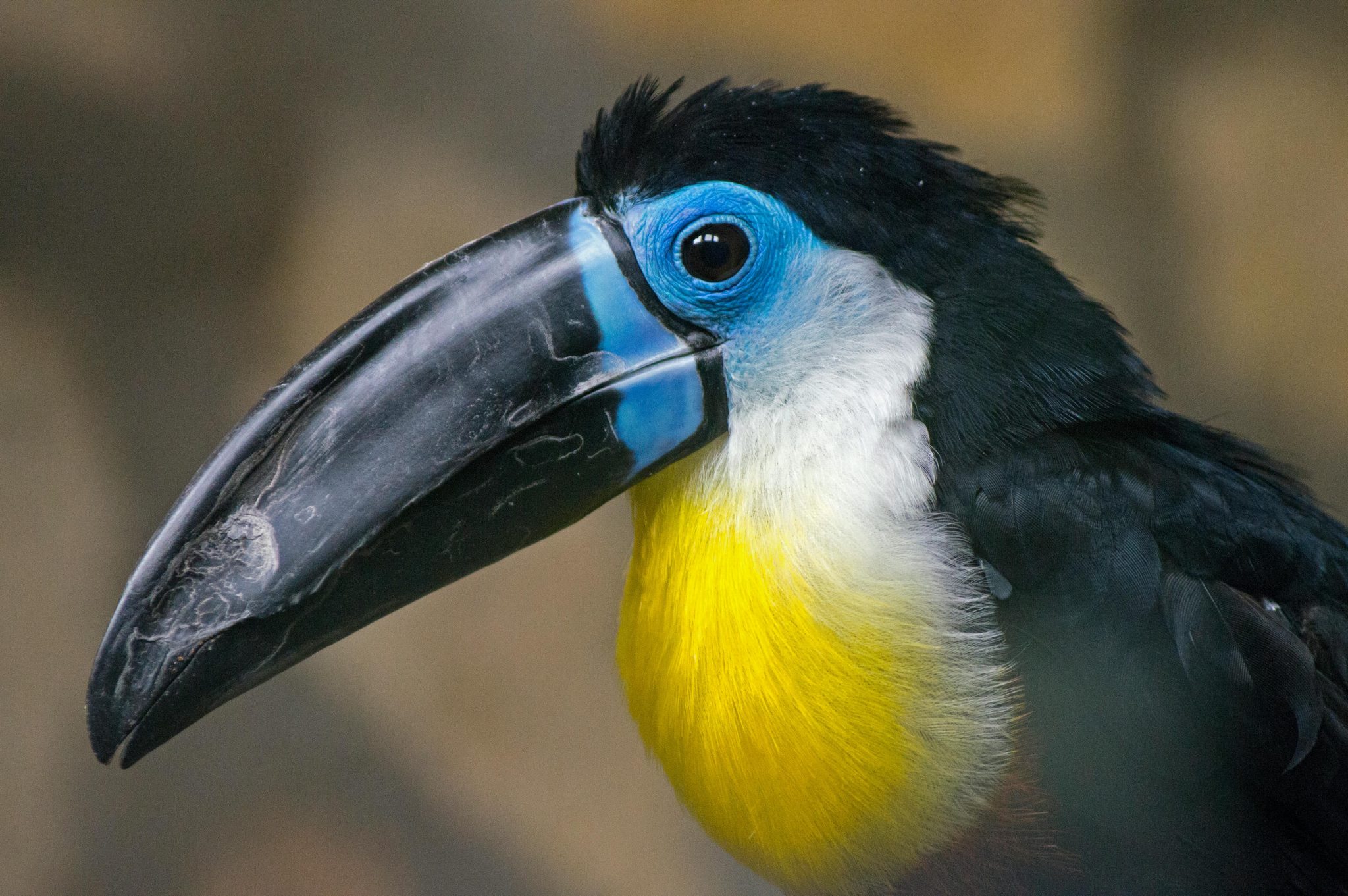 Toucan as a Pet: Care Guide, Costs, Diet & Temperament Explained - Pet ...