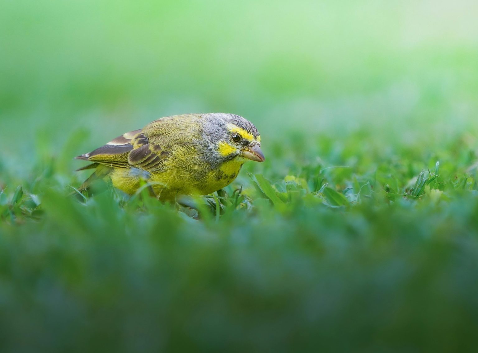 Canary Care Guide: Everything You Need to Know About Keeping Canaries ...