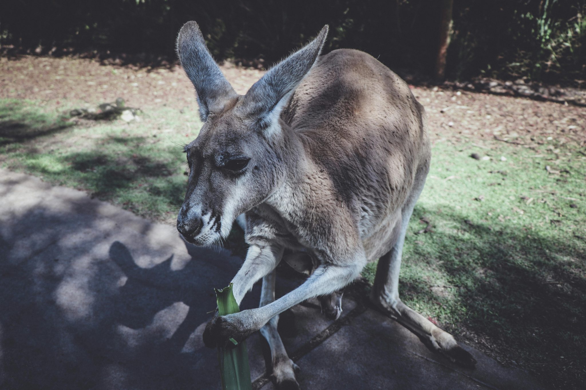Kangaroo as a Pet: Care Guide, Costs, Behavior & Ownership Laws - Pet ...