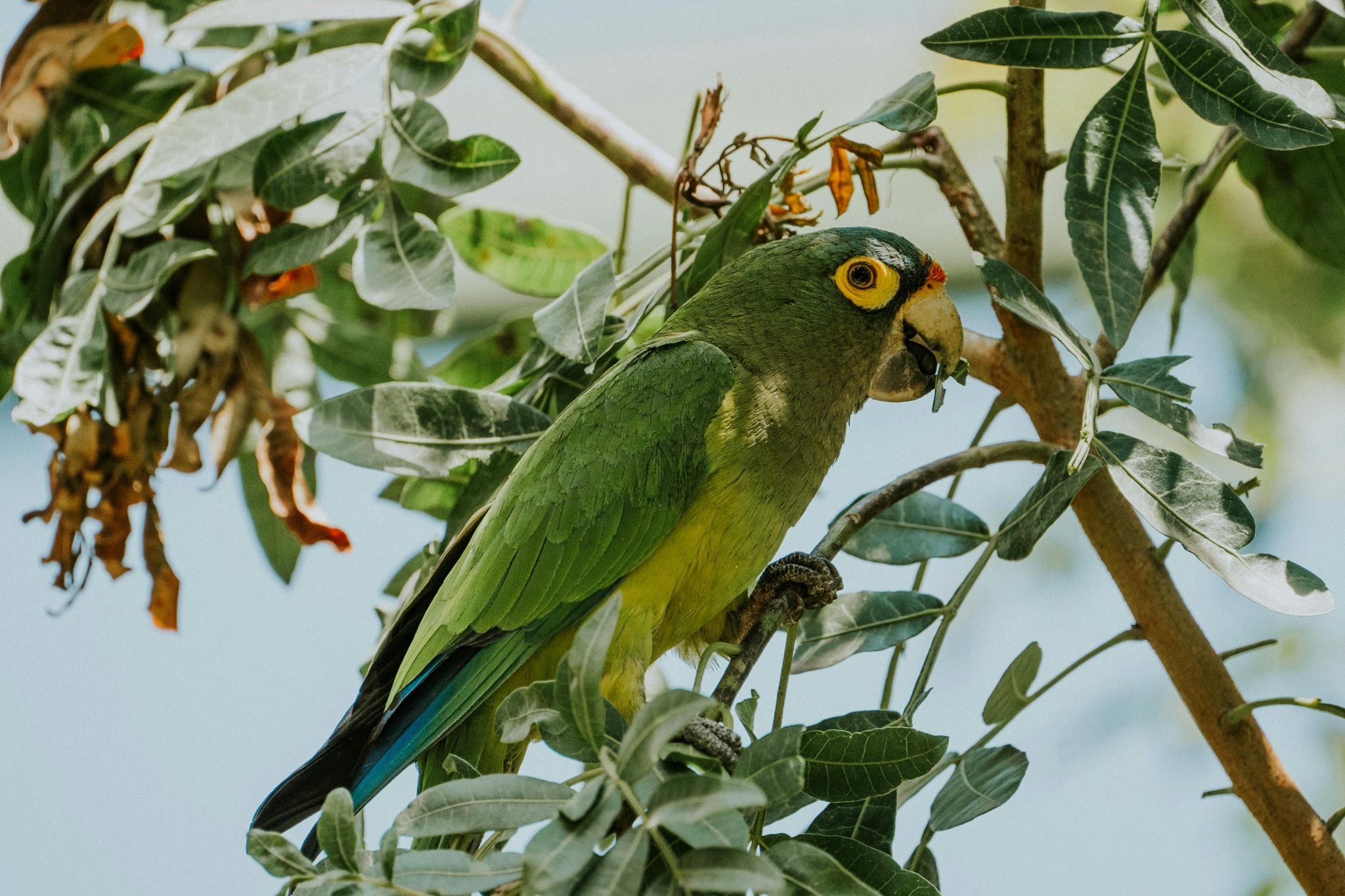 Conure Care Guide: Costs, Temperament, Lifespan & Everything You Need ...