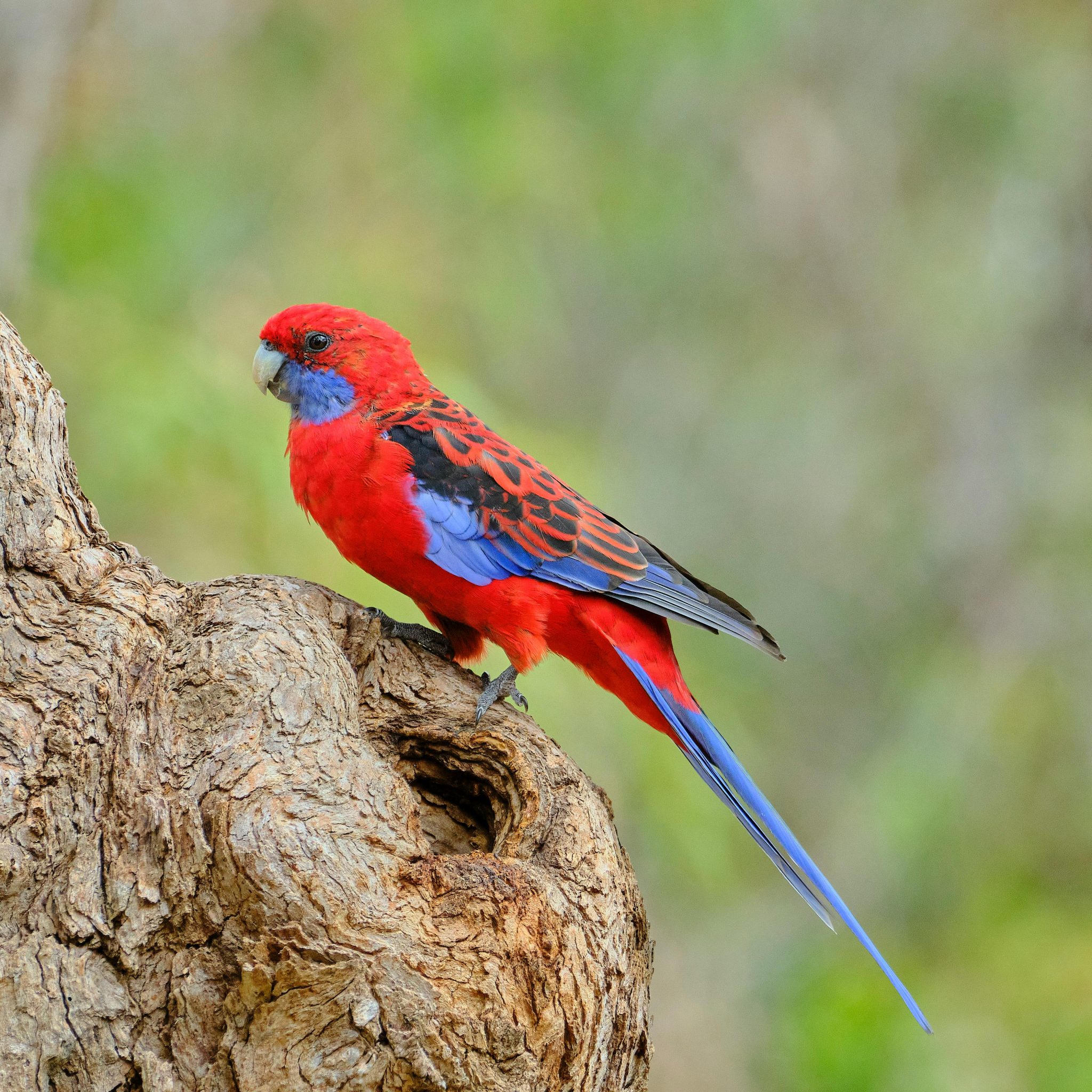 Rosella Parrot Care Guide: Everything You Need to Know About These ...