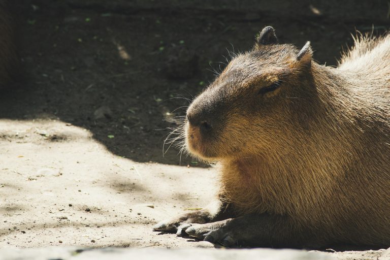 Capybara as Pets: Care Guide, Costs, Temperament & Everything You ...
