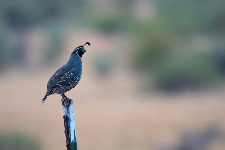 Quail as Pets: Complete Care Guide, Costs, Egg Production & Benefits ...