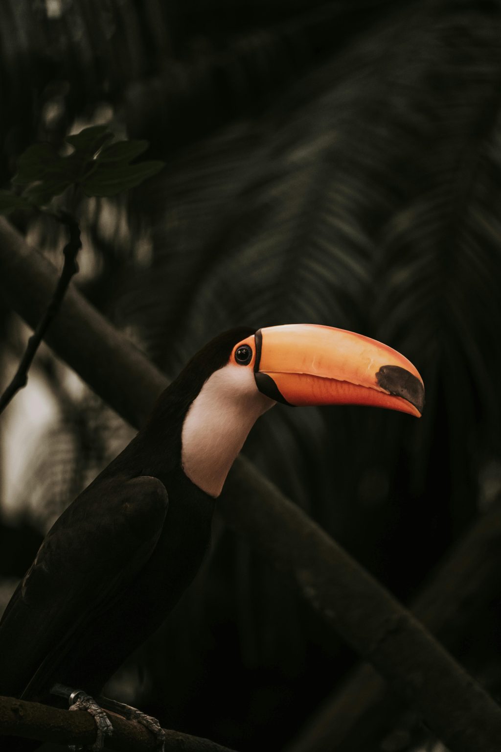 Toucan as a Pet: Care Guide, Costs, Diet & Temperament Explained - Pet ...