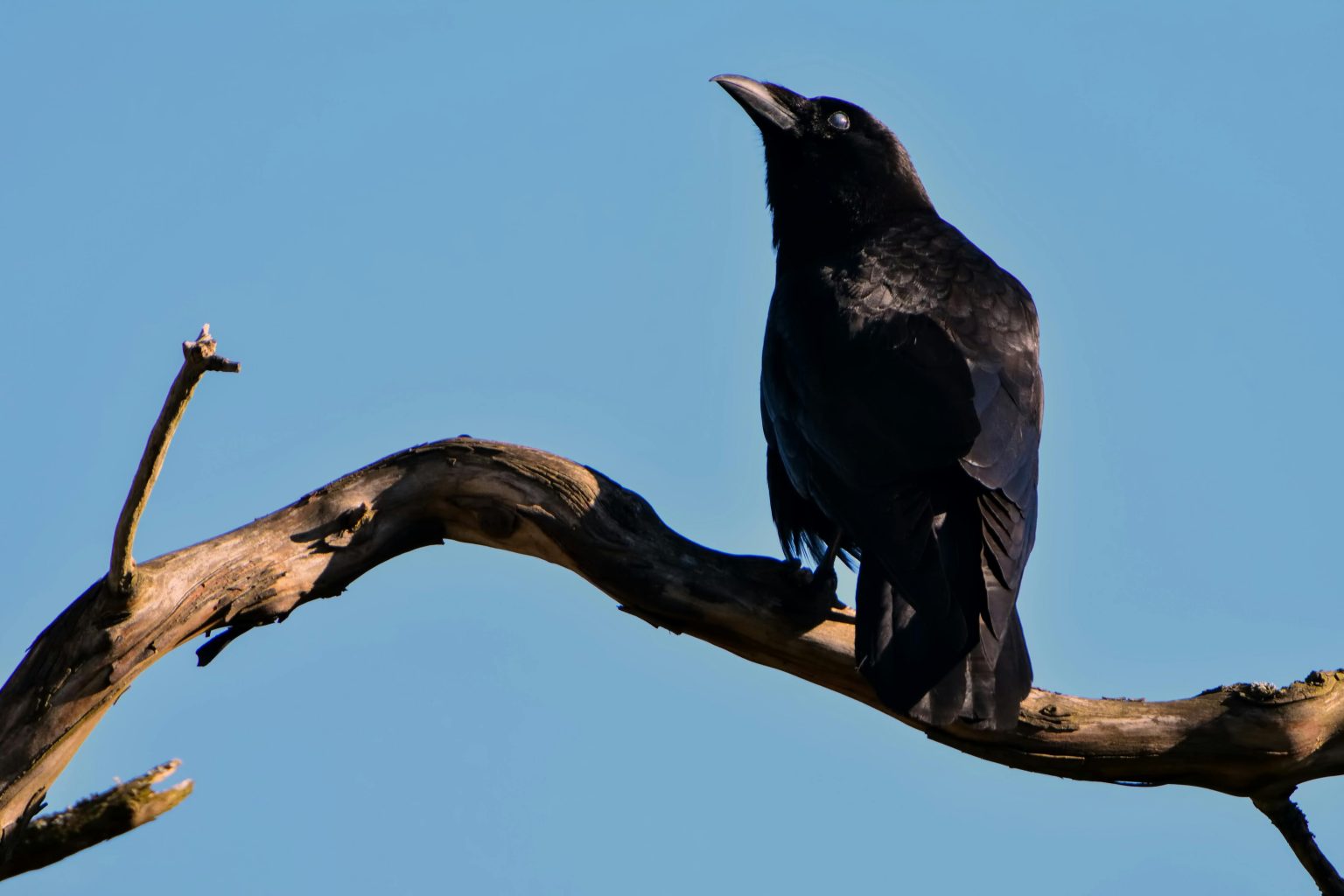Raven as a Pet: Complete Care Guide, Temperament, Costs & Why They’re ...