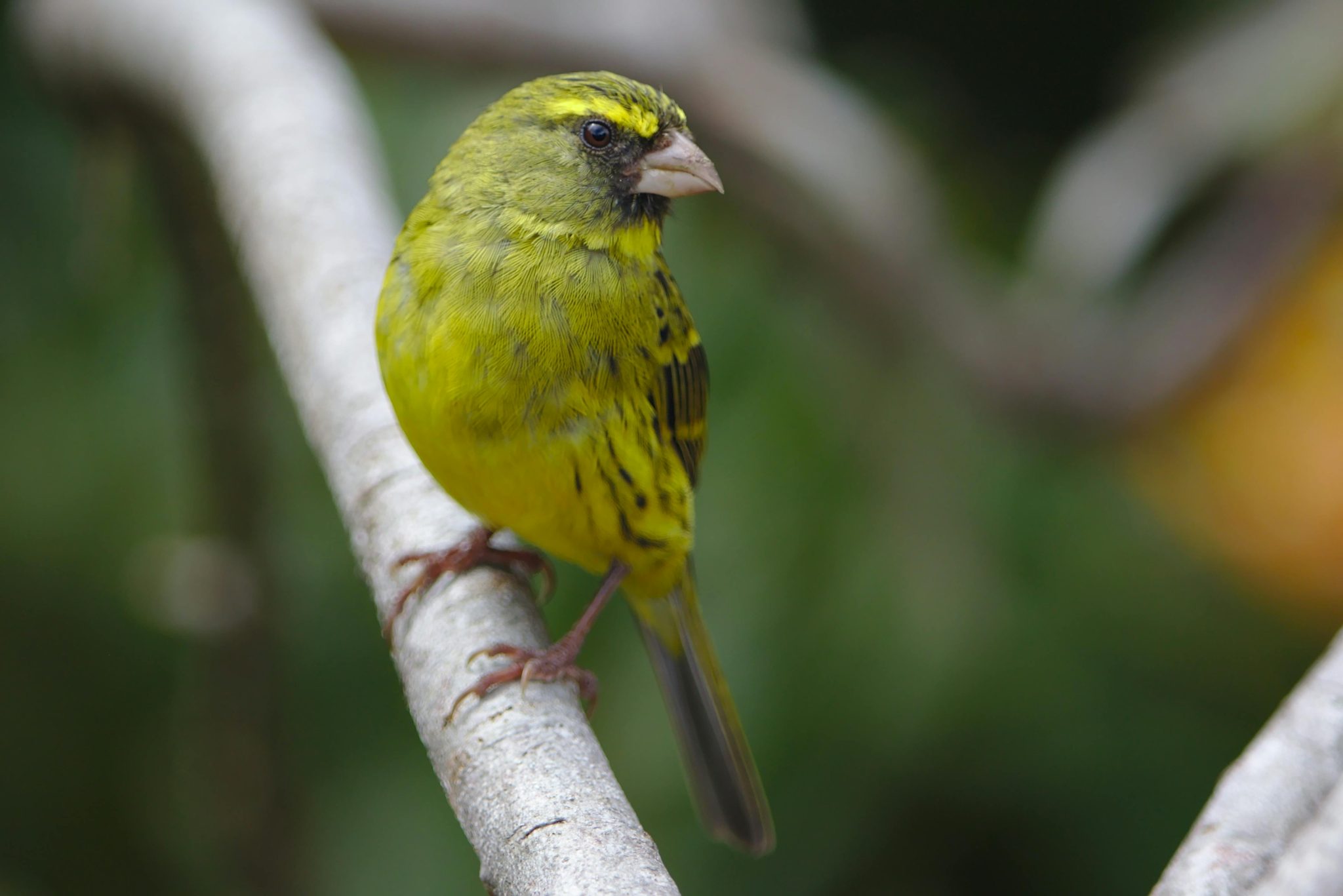 Canary Care Guide: Everything You Need to Know About Keeping Canaries ...
