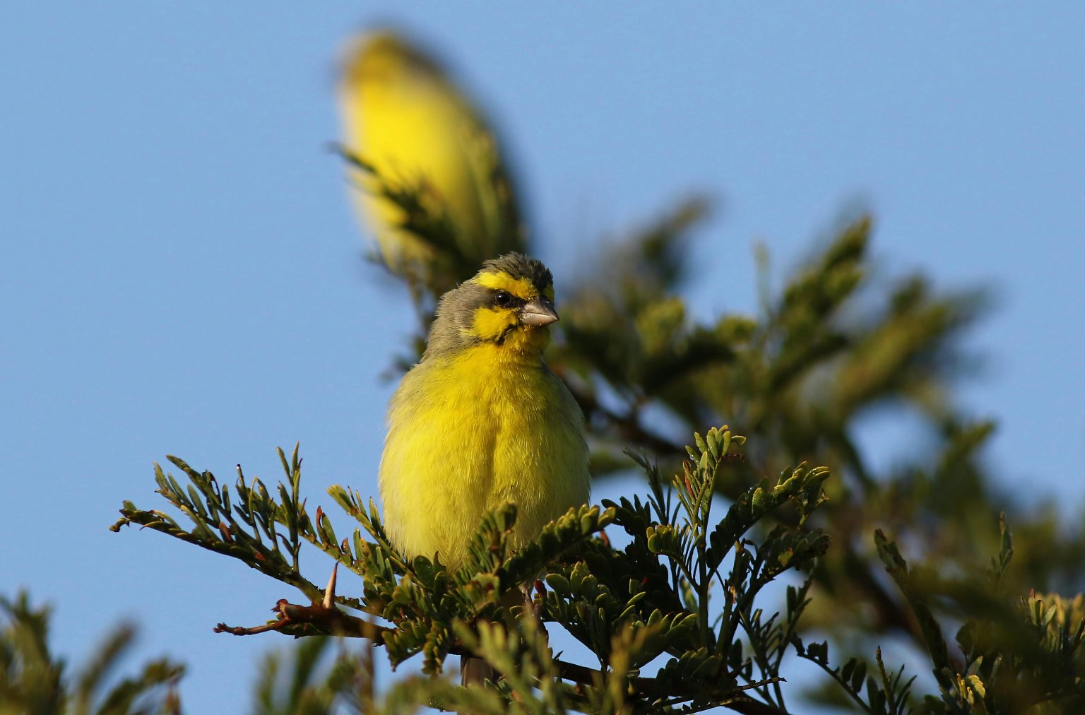 Canary Care Guide: Everything You Need to Know About Keeping Canaries ...