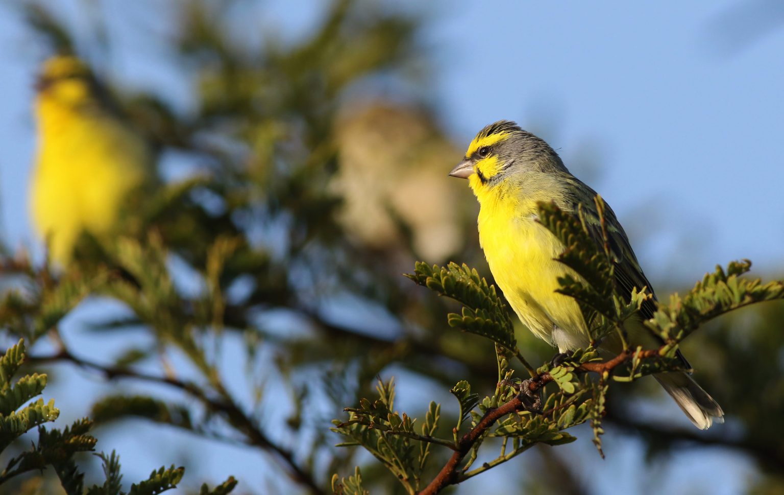 Canary Care Guide: Everything You Need to Know About Keeping Canaries ...