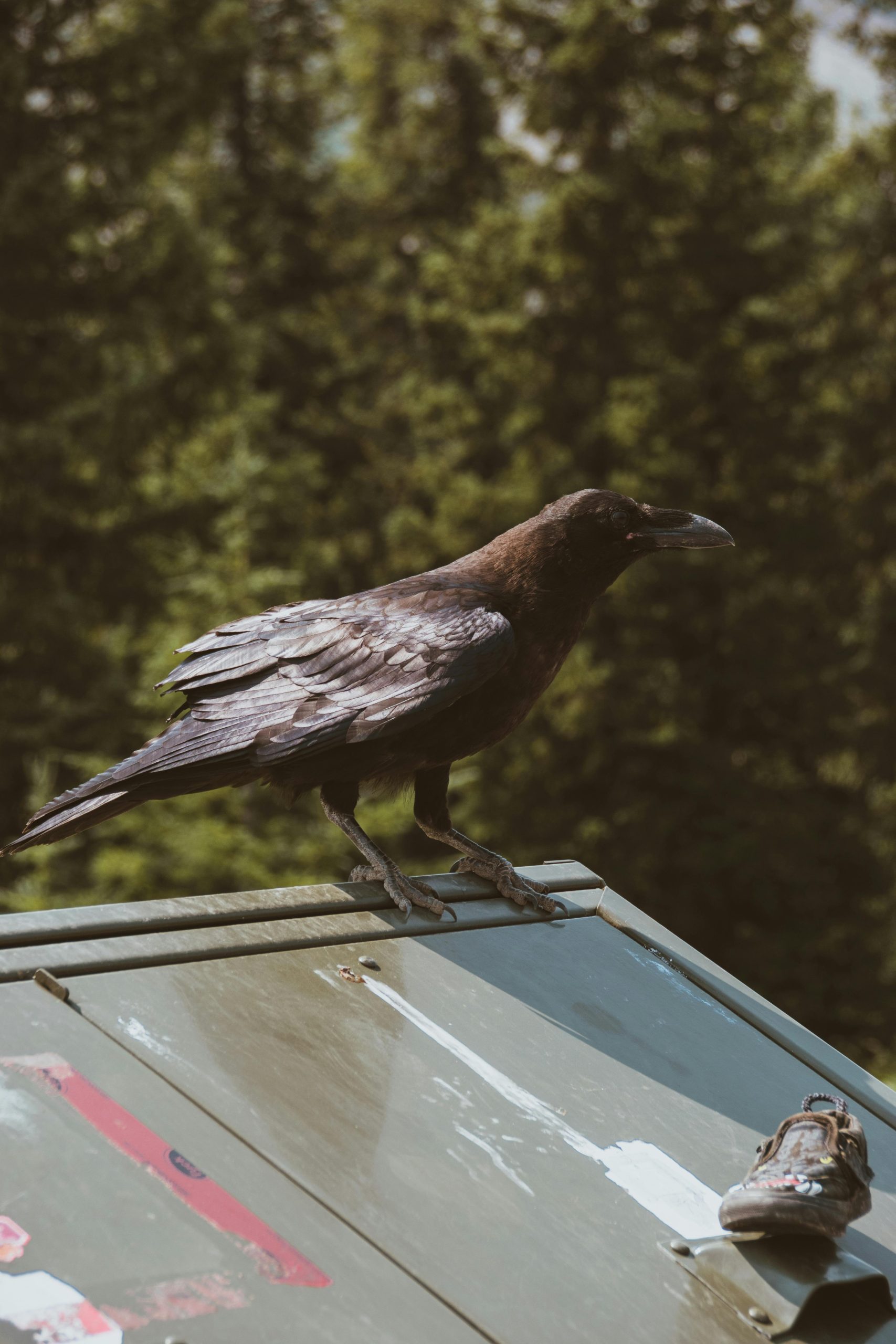 Raven as a Pet: Complete Care Guide, Temperament, Costs & Why They’re ...