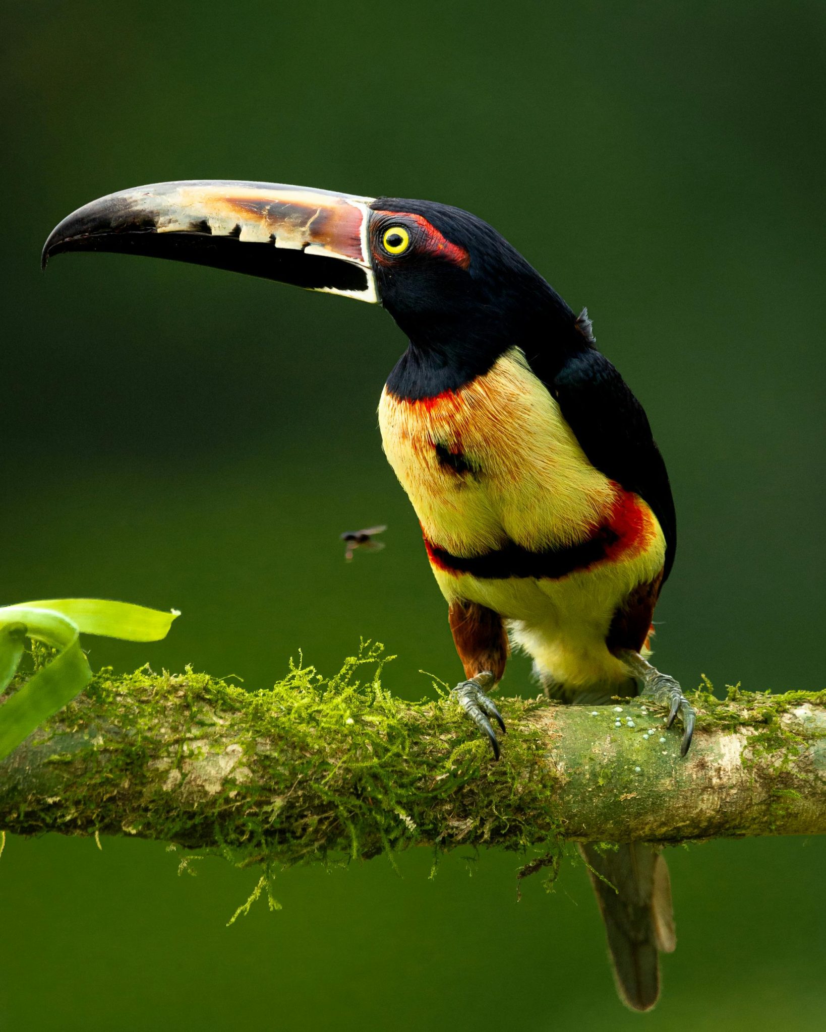 Toucan as a Pet: Care Guide, Costs, Diet & Temperament Explained - Pet ...