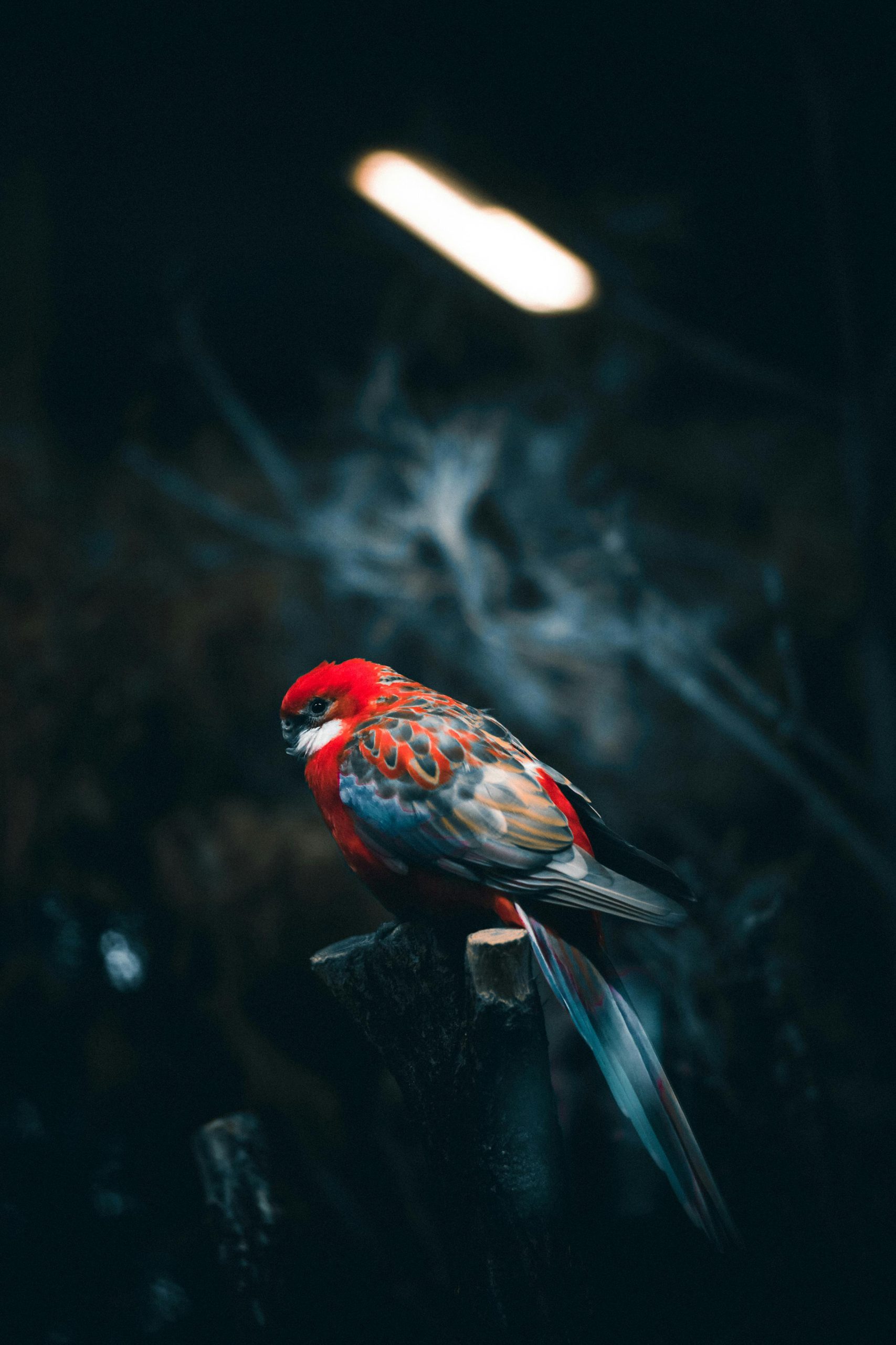 Rosella Parrot Care Guide: Everything You Need to Know About These ...