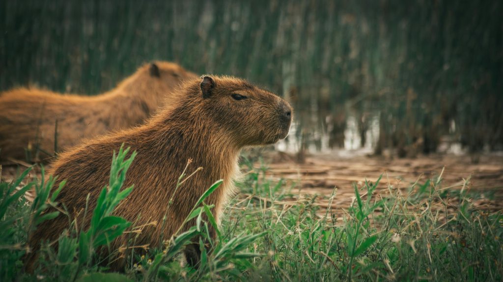Capybara as Pets: Care Guide, Costs, Temperament & Everything You ...